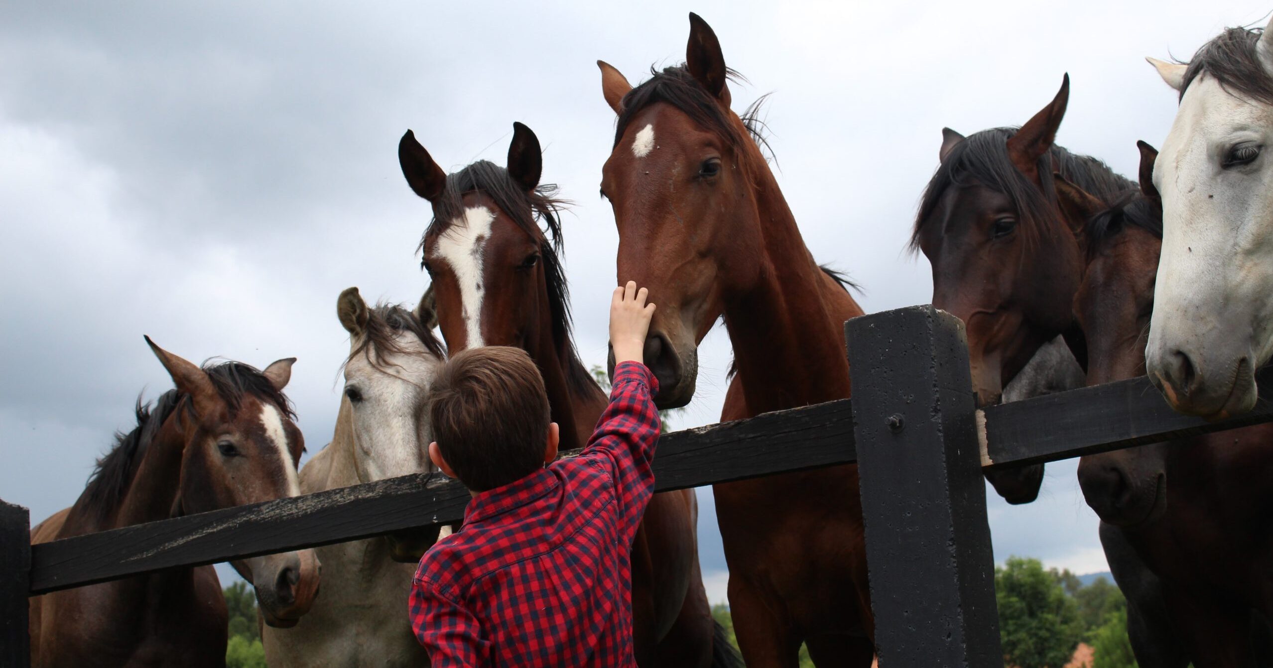 About - The Fox Moon Farm Project